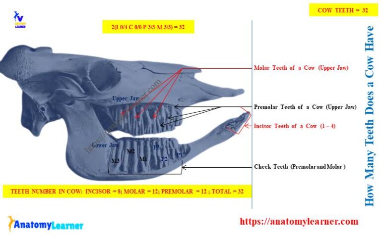 How Many Teeth Does a Cow Have? » AnatomyLearner >> Veterinary Anatomy ...