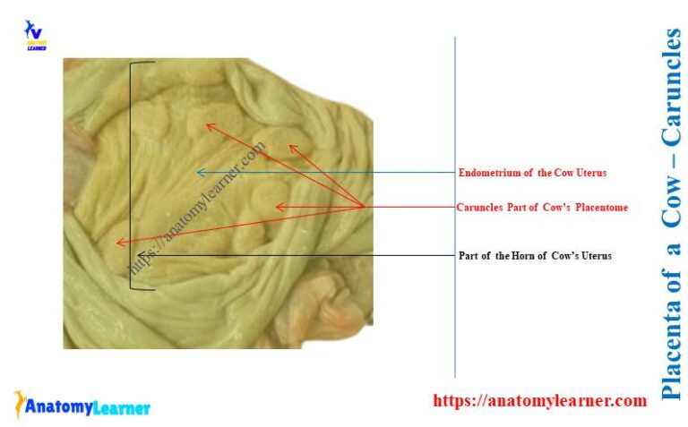 Placenta of a Cow: What are Cotyledons and Caruncles in Cows ...
