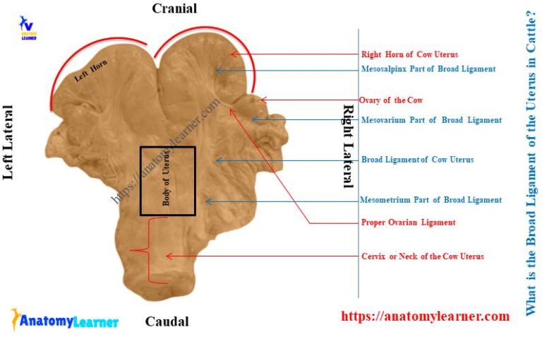 What is the Broad Ligament of the Uterus in Cattle? » AnatomyLearner ...