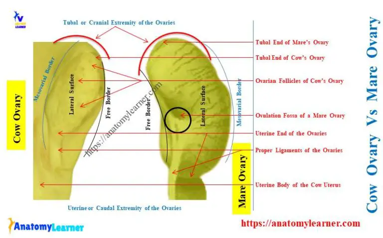 What is the Difference Between the Ovaries of a Cow and a Mare ...