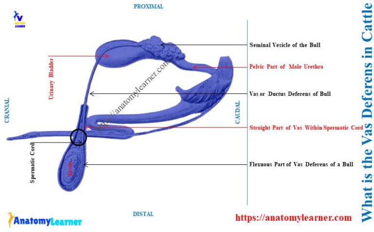 What is the Vas Deferens in Cattle? » AnatomyLearner >> Veterinary ...