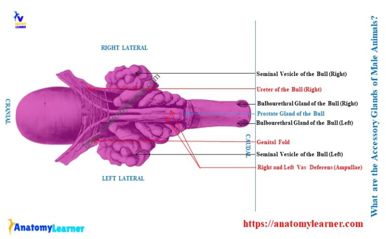 What are the Accessory Glands of Male Animals? (Bull, Stallion, and ...