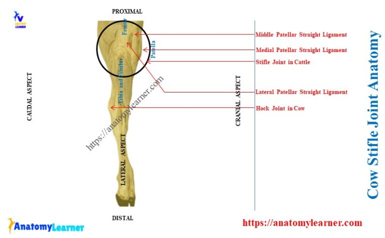 Cow Stifle Joint Anatomy - Bones and Ligaments » AnatomyLearner ...