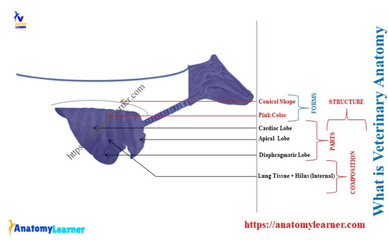 What is Veterinary Anatomy? » AnatomyLearner >> Veterinary Anatomy ...