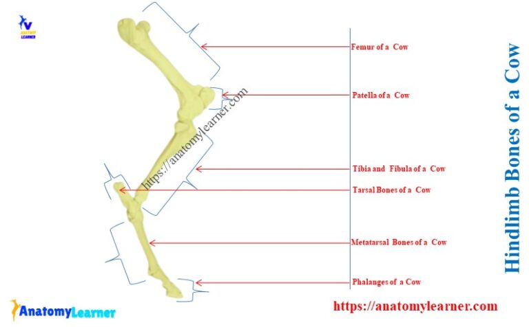Cow Stifle Joint Anatomy - Bones and Ligaments » AnatomyLearner ...