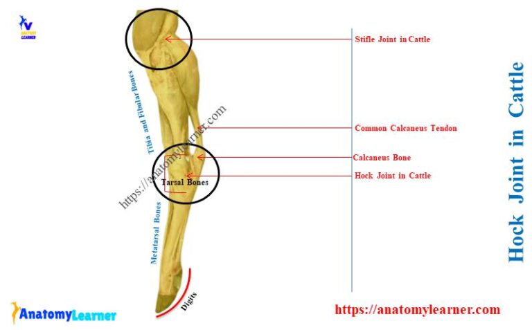 Hock Joint in Cattle - Bones, Ligaments, and Movements » AnatomyLearner ...