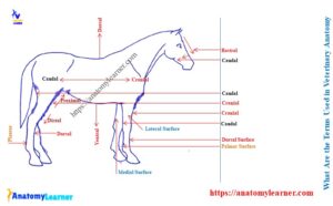 What are the Terms Used in Veterinary Anatomy? » AnatomyLearner ...