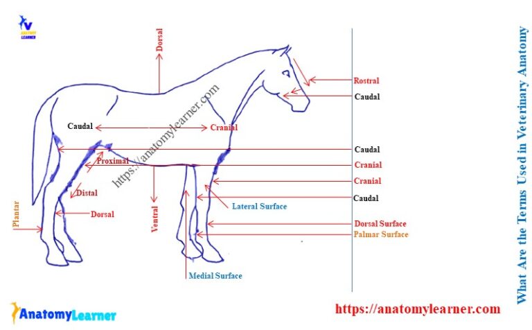 What are the Terms Used in Veterinary Anatomy? » AnatomyLearner ...
