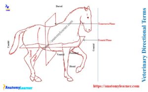 What are the Terms Used in Veterinary Anatomy? » AnatomyLearner ...