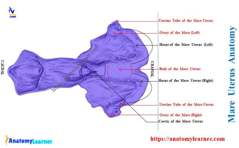What is the Differences Between a Cow and a Mare Uterus ...