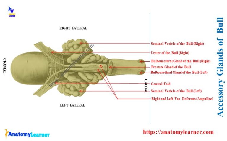 What are the Accessory Glands of Male Animals? (Bull, Stallion, and ...