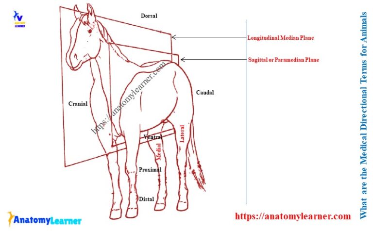 What are the Terms Used in Veterinary Anatomy? » AnatomyLearner ...