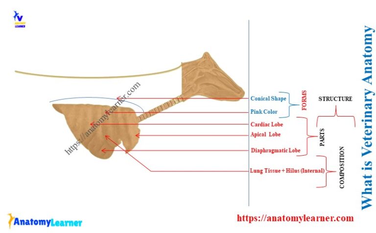What is Veterinary Anatomy? » AnatomyLearner >> Veterinary Anatomy ...