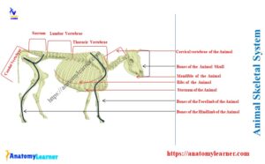 Animal Skeletal System (Osteology) » AnatomyLearner >> Veterinary ...