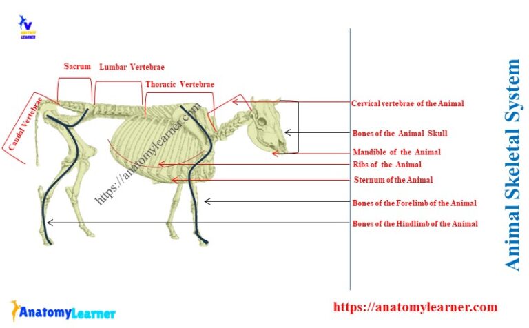 Animal Skeletal System (Osteology) » AnatomyLearner >> Veterinary ...