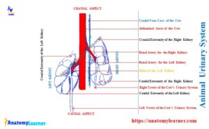 Animal Urinary System Anatomy (Parts Identification) » AnatomyLearner ...