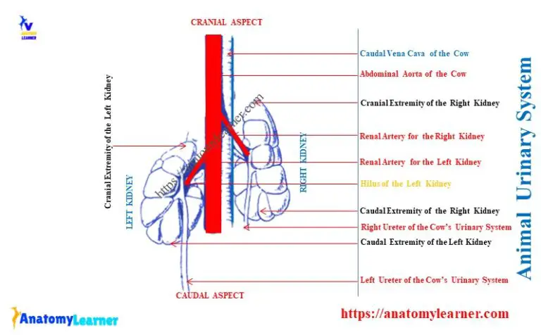 Animal Urinary System Anatomy (Parts Identification) » AnatomyLearner >> Veterinary Anatomy ...