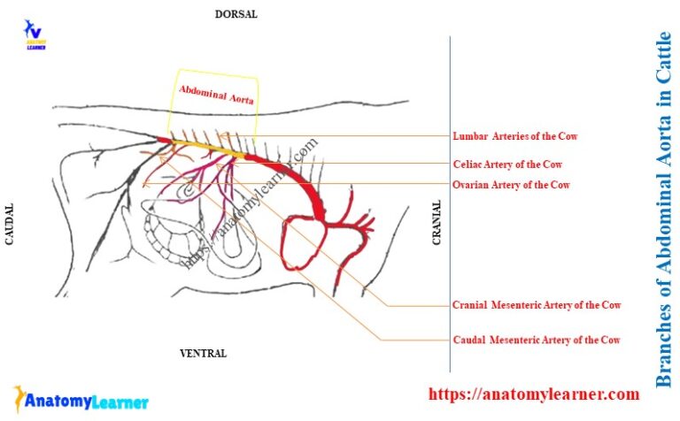 What are the Branches of the Abdominal Aorta in Cattle » AnatomyLearner ...
