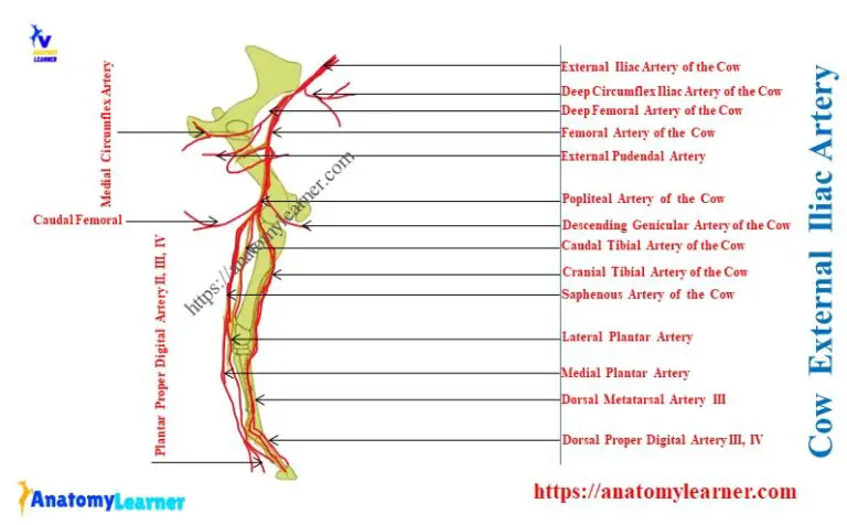 Cow External Iliac Artery Course and Branches » AnatomyLearner ...