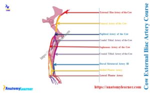 Cow External Iliac Artery Course and Branches » AnatomyLearner ...