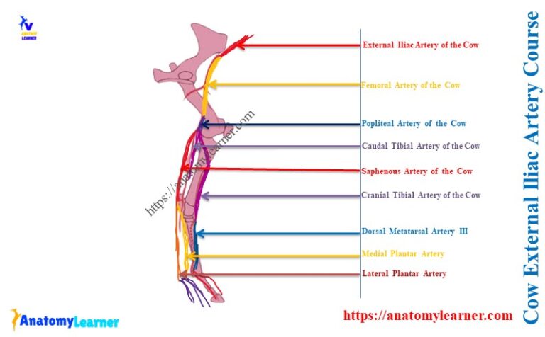 Cow External Iliac Artery Course and Branches » AnatomyLearner ...