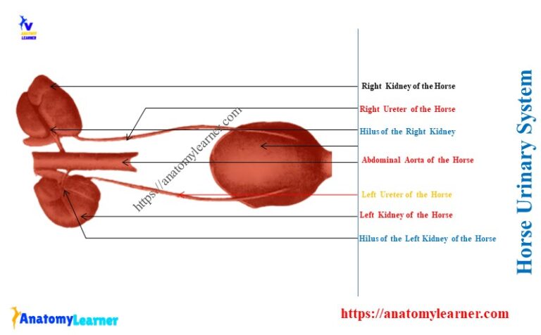 Animal Urinary System Anatomy (Parts Identification) » AnatomyLearner ...