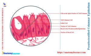 Where is Pseudostratified Columnar Epithelium Found? » AnatomyLearner >> Veterinary Anatomy ...