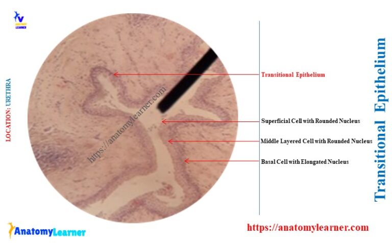 Where is Transitional Epithelium Found? » AnatomyLearner >> Veterinary ...