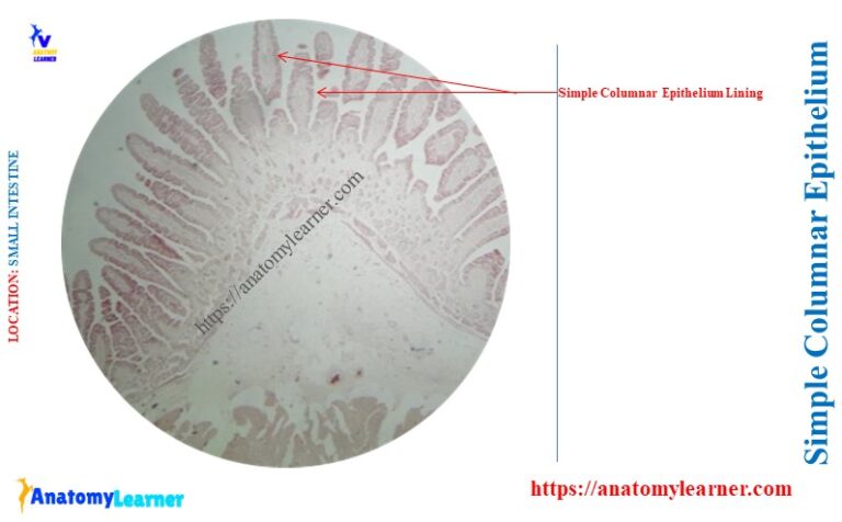 Where is Simple Columnar Epithelium Found? » AnatomyLearner ...