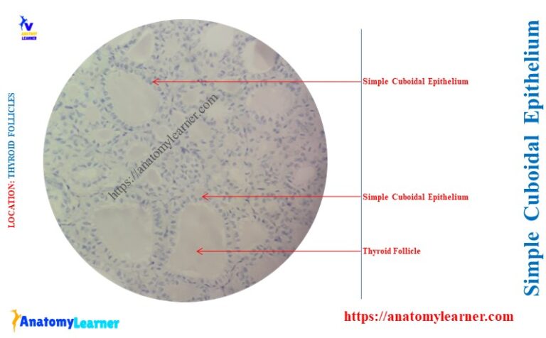Where is Simple Cuboidal Epithelium Found? » AnatomyLearner ...