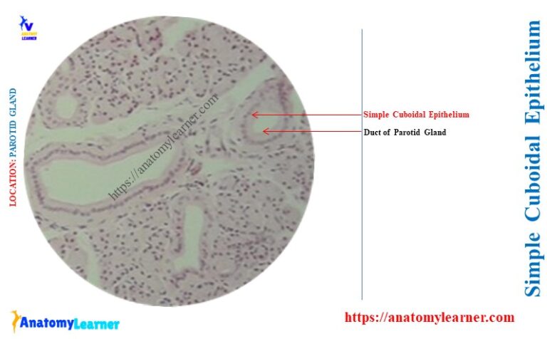 Where is Simple Cuboidal Epithelium Found? » AnatomyLearner ...
