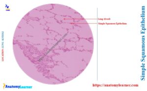 Where is Simple Squamous Epithelium Found? » AnatomyLearner >> Veterinary Anatomy Study Guide ...