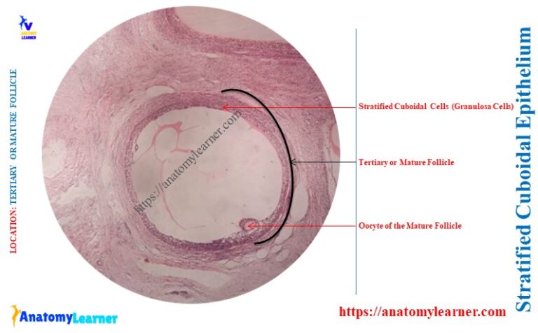 Where is Stratified Cuboidal Epithelium Found » AnatomyLearner >> Veterinary Anatomy Study Guide ...