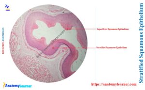 Where is Stratified Squamous Epithelium Found? » AnatomyLearner >> Veterinary Anatomy Study ...