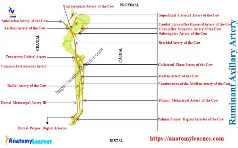 Ruminant Axillary Artery » AnatomyLearner >> Veterinary Anatomy Study ...