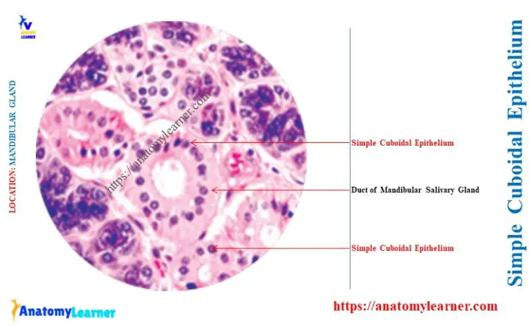 Where is Simple Cuboidal Epithelium Found? » AnatomyLearner ...