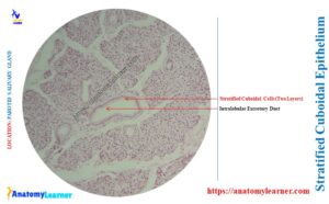 Where is Stratified Cuboidal Epithelium Found » AnatomyLearner >> Veterinary Anatomy Study Guide ...