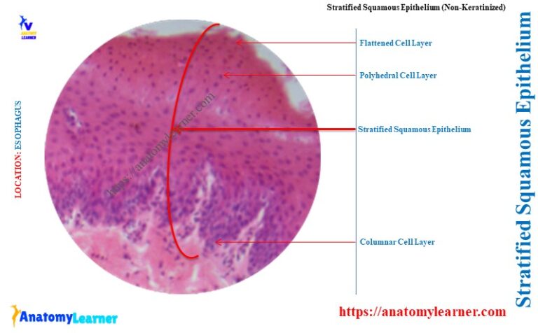 Where is Stratified Squamous Epithelium Found? » AnatomyLearner ...