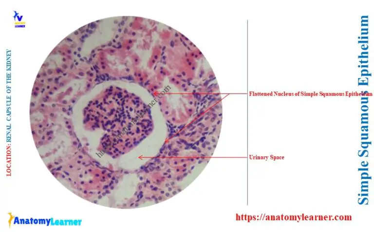 Where is Simple Squamous Epithelium Found? » AnatomyLearner ...