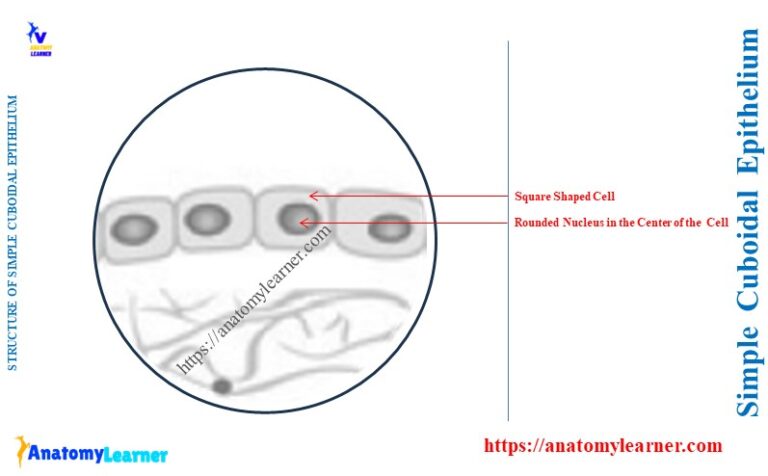 Where is Simple Cuboidal Epithelium Found? » AnatomyLearner ...
