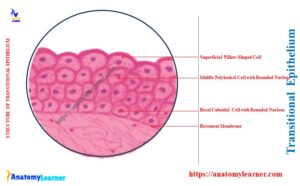 Where is Transitional Epithelium Found? » AnatomyLearner >> Veterinary ...
