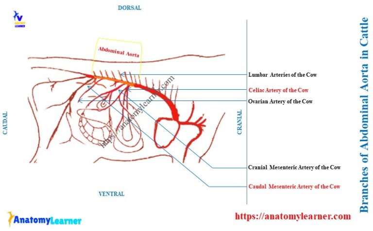 What are the Branches of the Abdominal Aorta in Cattle » AnatomyLearner ...