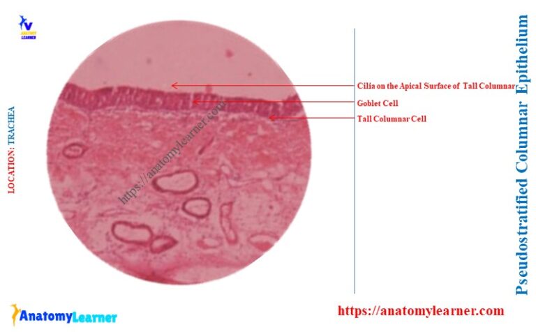 Where is Pseudostratified Columnar Epithelium Found? » AnatomyLearner >> Veterinary Anatomy ...
