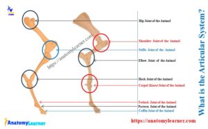 What is the Articular System? (Animal Syndesmology) » AnatomyLearner ...