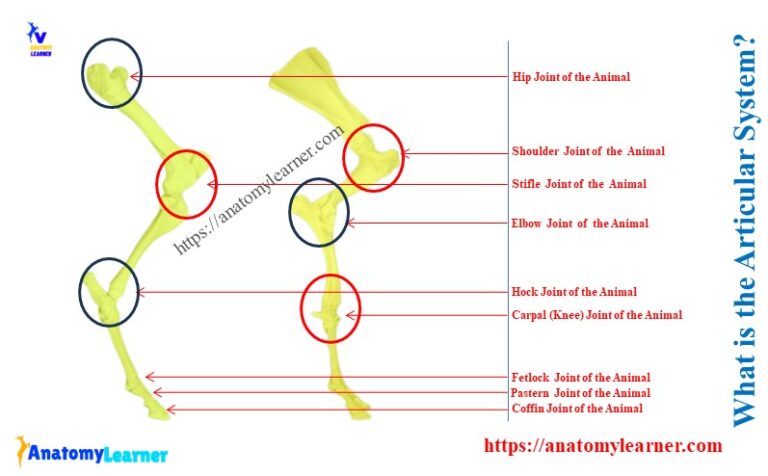 What is the Articular System? (Animal Syndesmology) » AnatomyLearner ...
