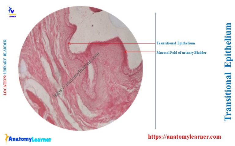 Where is Transitional Epithelium Found? » AnatomyLearner >> Veterinary Anatomy Study Guide For ...