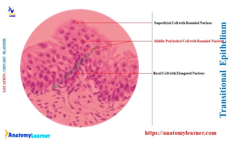 Where is Transitional Epithelium Found? » AnatomyLearner >> Veterinary ...