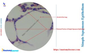Where is Simple Squamous Epithelium Found? » AnatomyLearner >> Veterinary Anatomy Study Guide ...