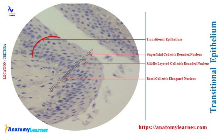Where is Transitional Epithelium Found? » AnatomyLearner >> Veterinary ...