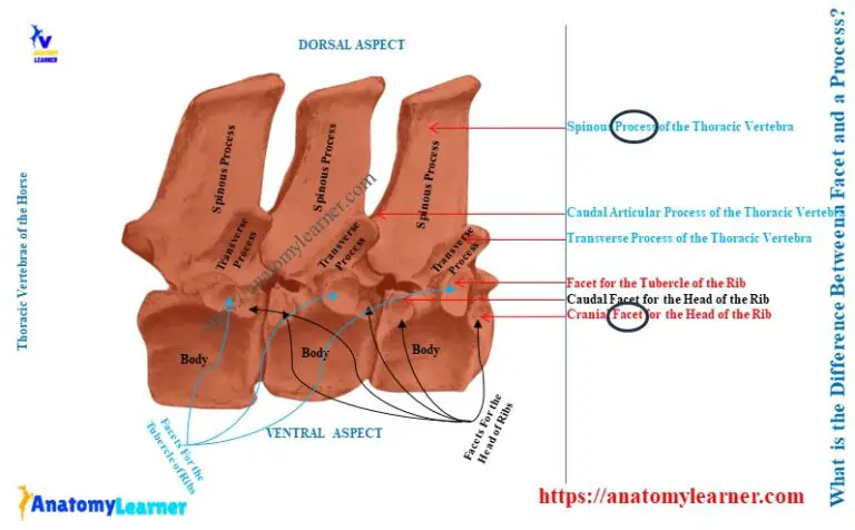 What is the Difference Between a Facet and a Process? » AnatomyLearner ...